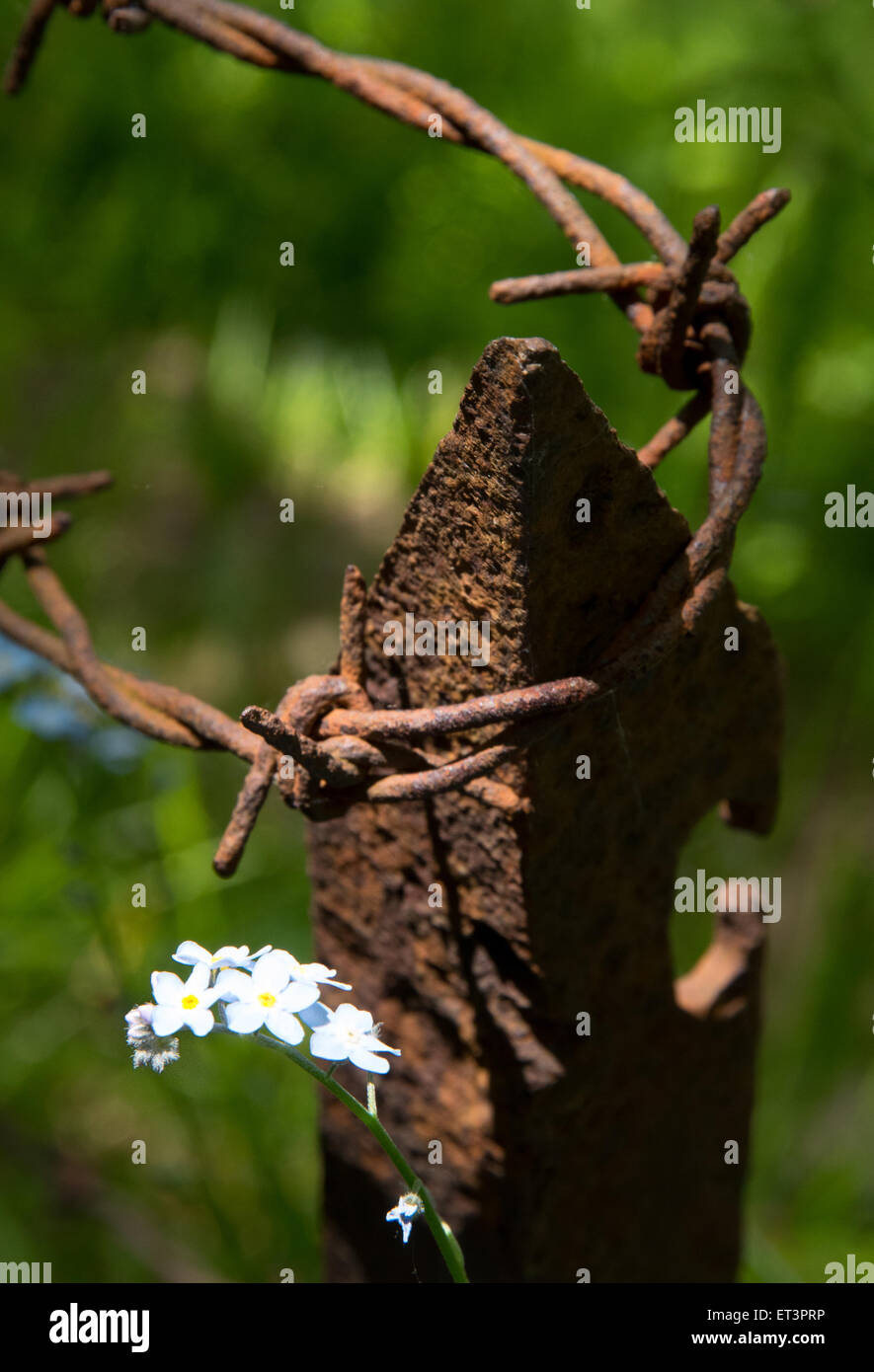 Rusting barbed wire entanglements from the First World War, battlefield ...
