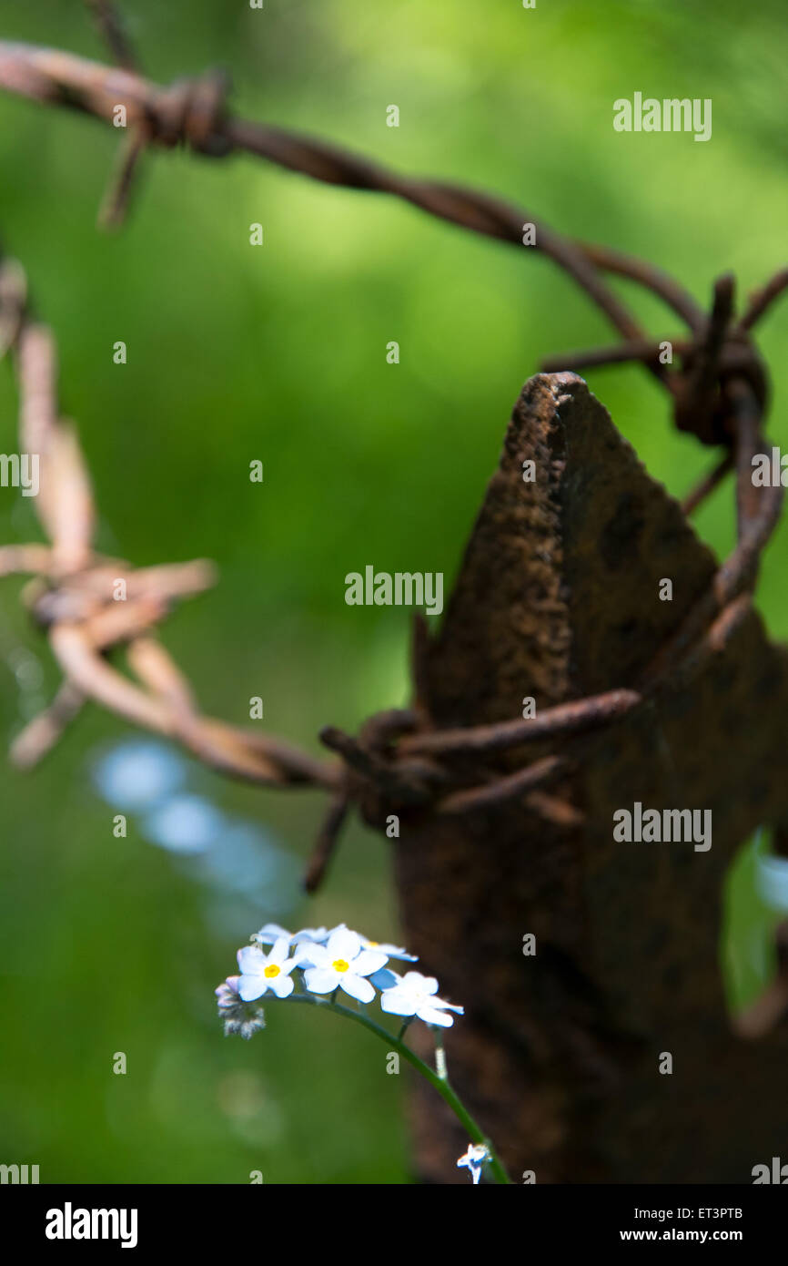 Rusting barbed wire entanglements from the First World War, battlefield ...