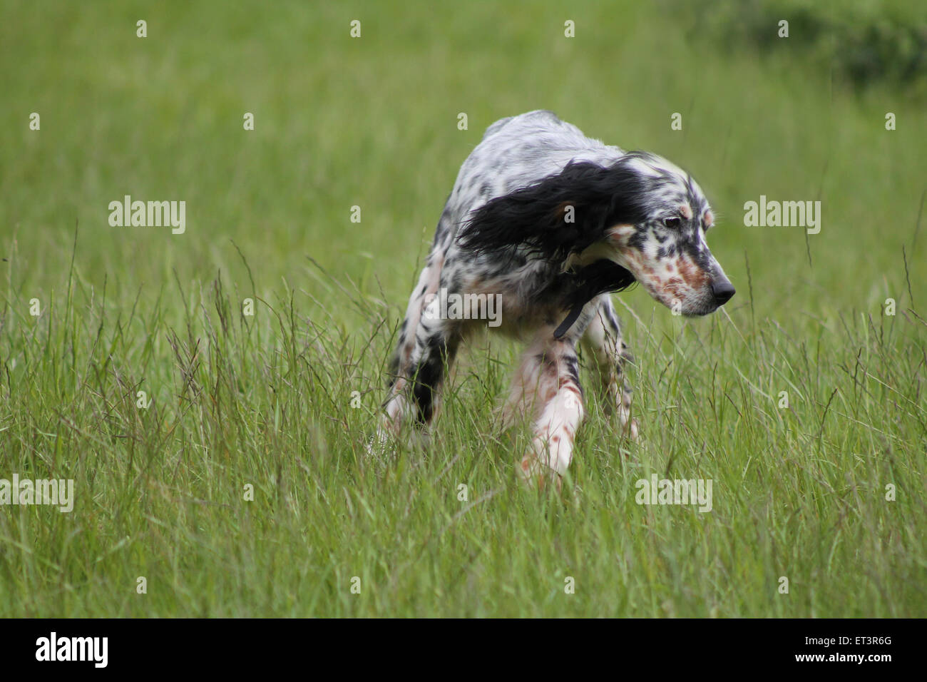 Gun dog hi-res stock photography and images - Alamy
