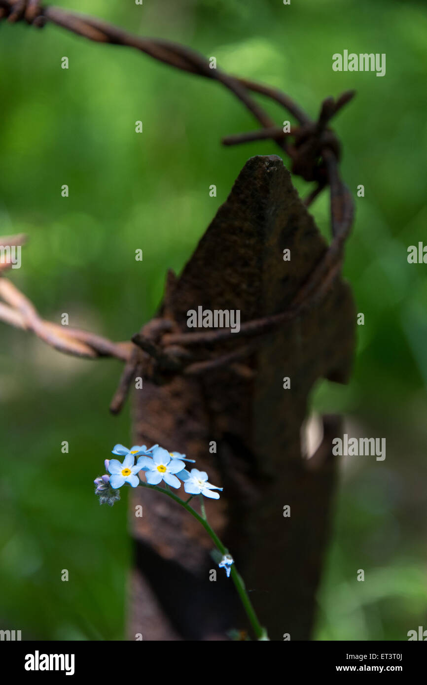 Rusting barbed wire entanglements from the First World War, battlefield ...