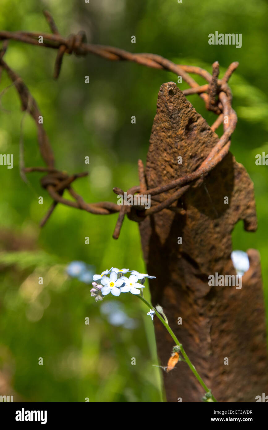 Rusting barbed wire entanglements from the First World War, battlefield ...