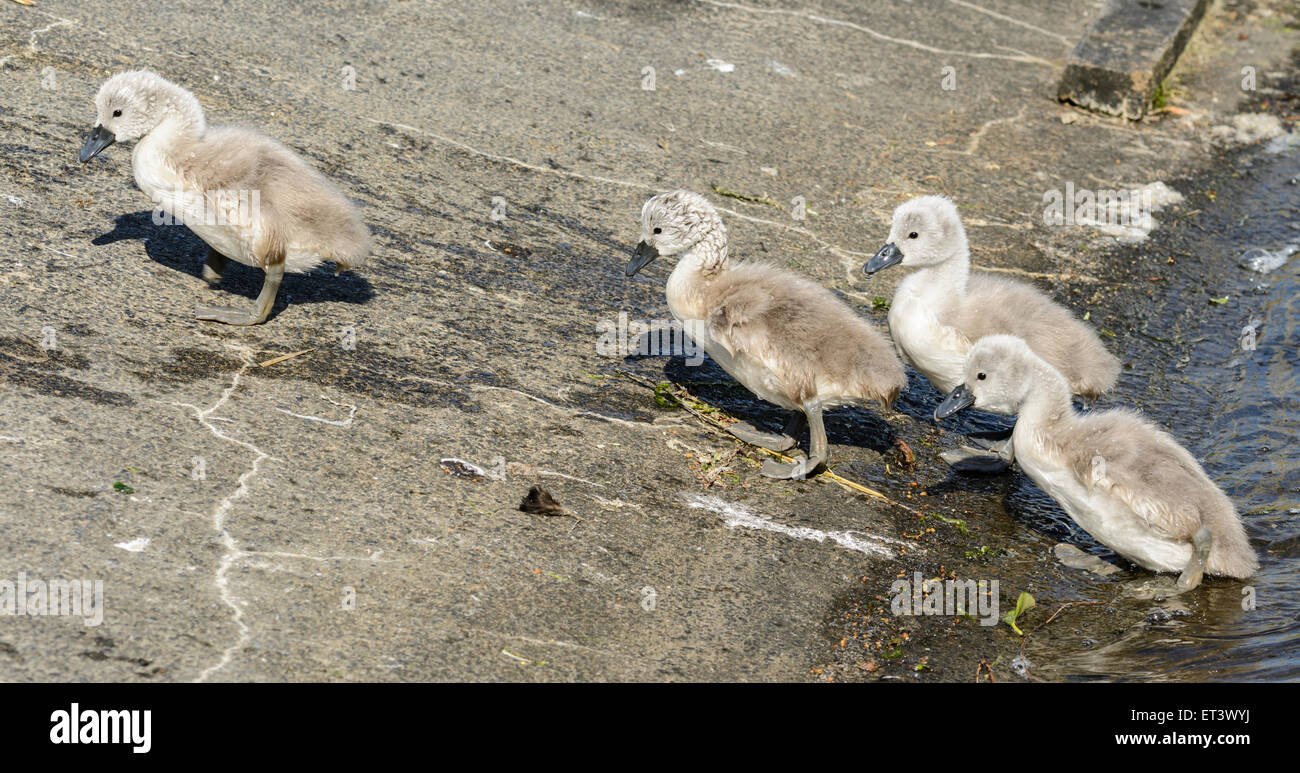 White cygnets hi-res stock photography and images - Alamy