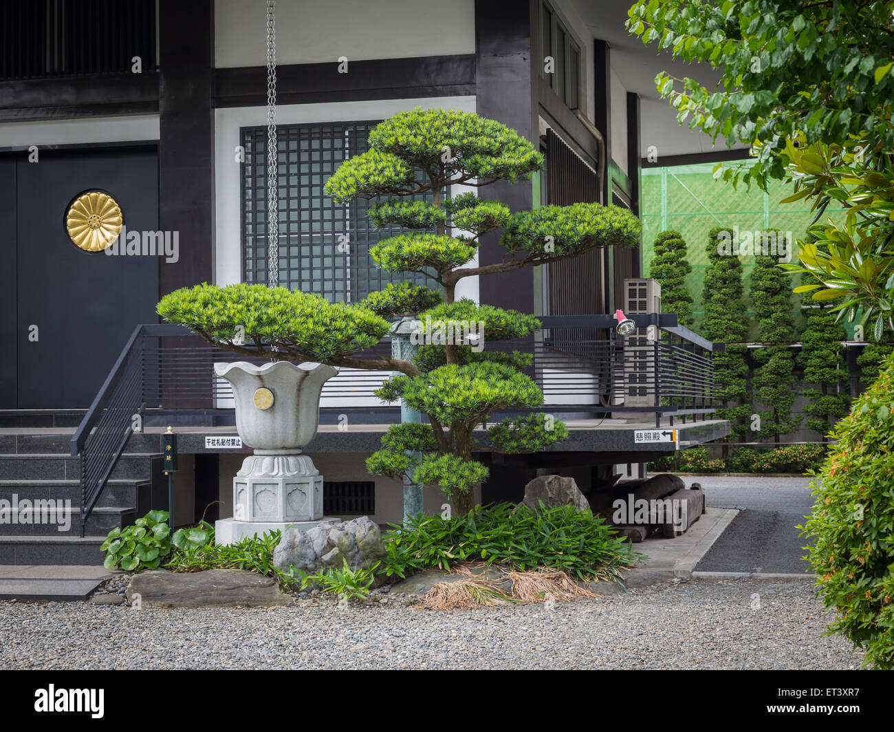 Tree in a temple, Japan Stock Photo - Alamy