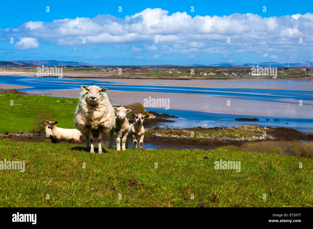 Irish farm market hi-res stock photography and images - Alamy