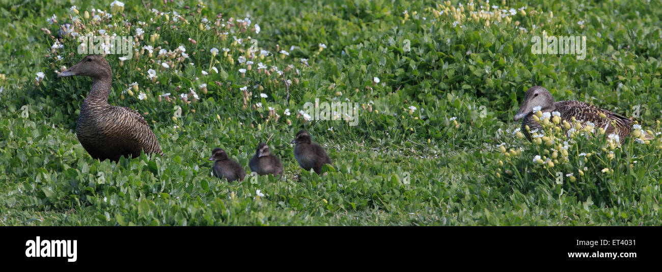 Eider duck leading their chicks Stock Photo - Alamy
