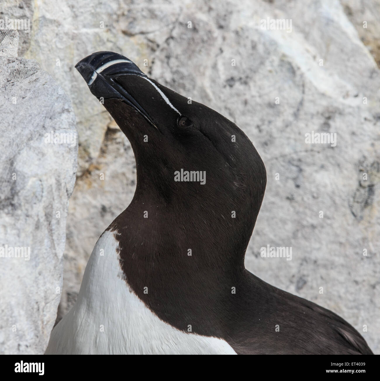 Portrait of Razorbill Stock Photo - Alamy