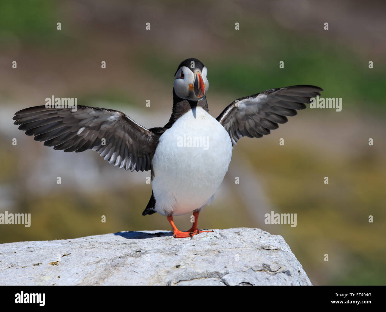 Atlantic Puffin flapping its wings Stock Photo - Alamy