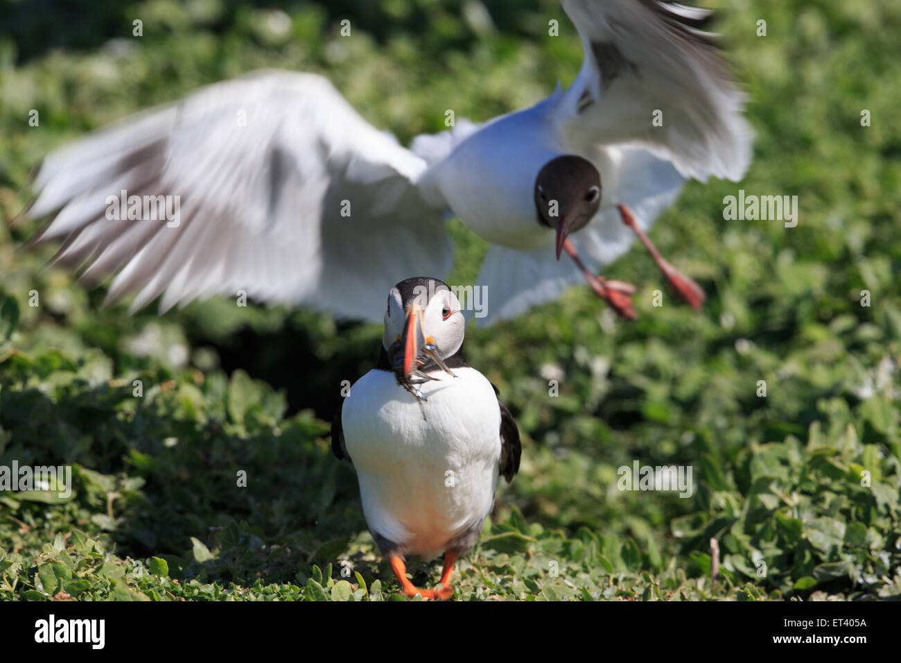 Attacking food hi-res stock photography and images - Alamy