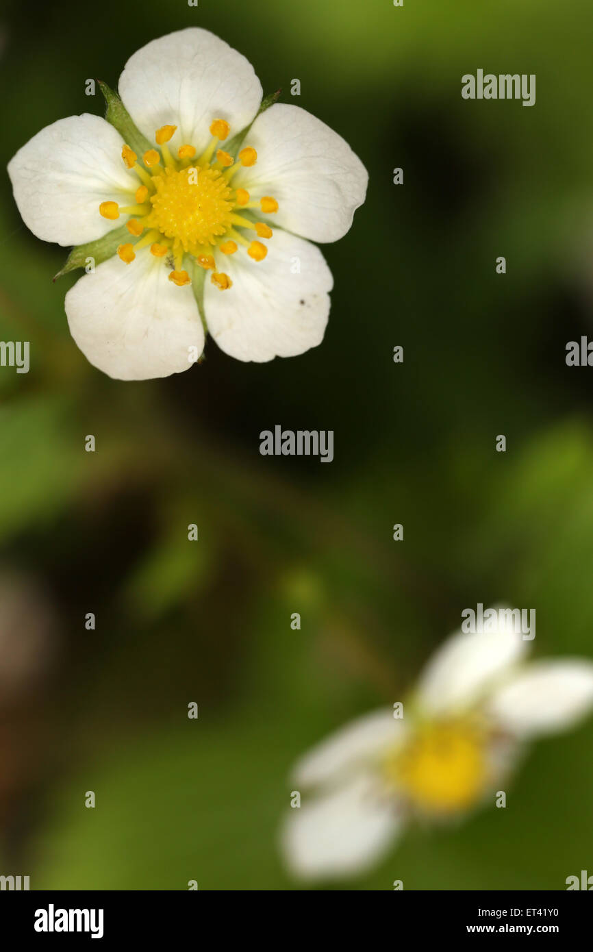 Fragaria rosaceae hi-res stock photography and images - Alamy