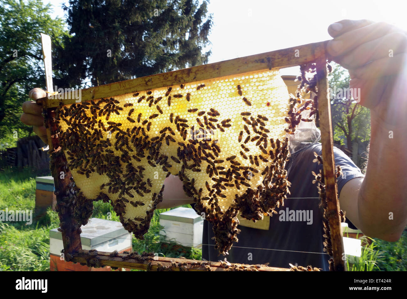 Berlin, Germany, professional beekeepers controls a brood comb his ...