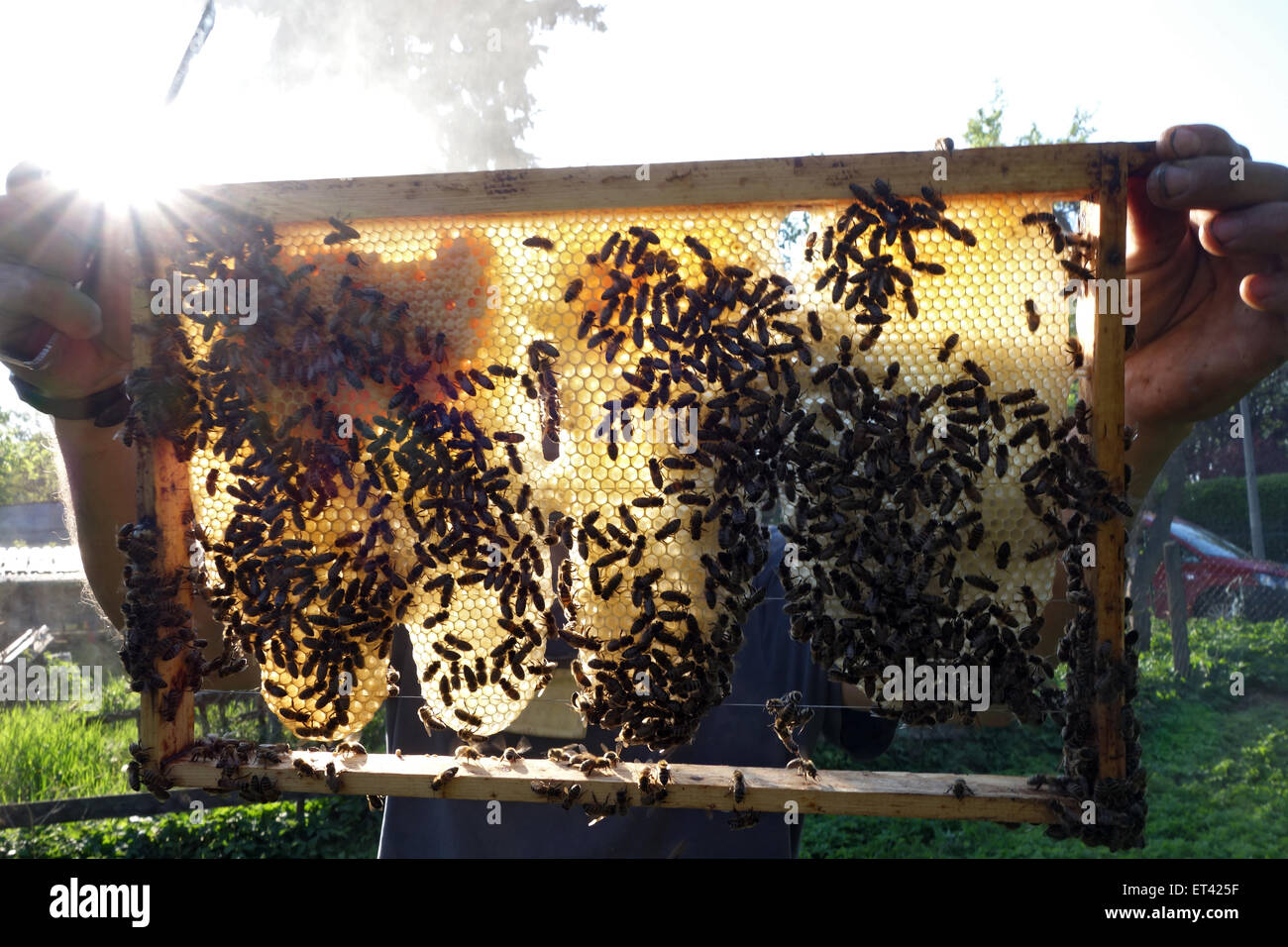 Berlin, Germany, professional beekeepers controls a brood comb his ...