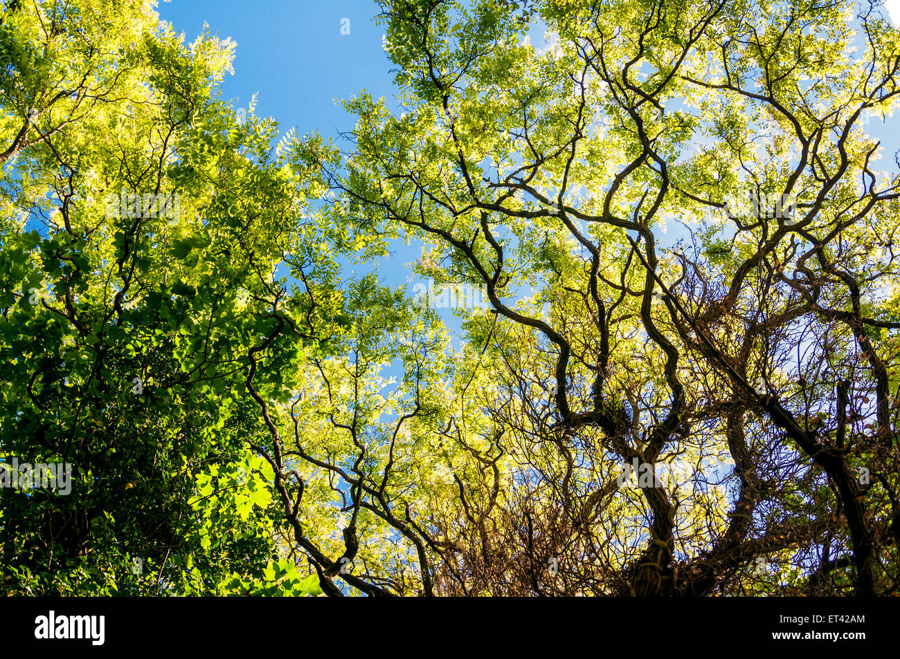 Trees England summer Stock Photo - Alamy