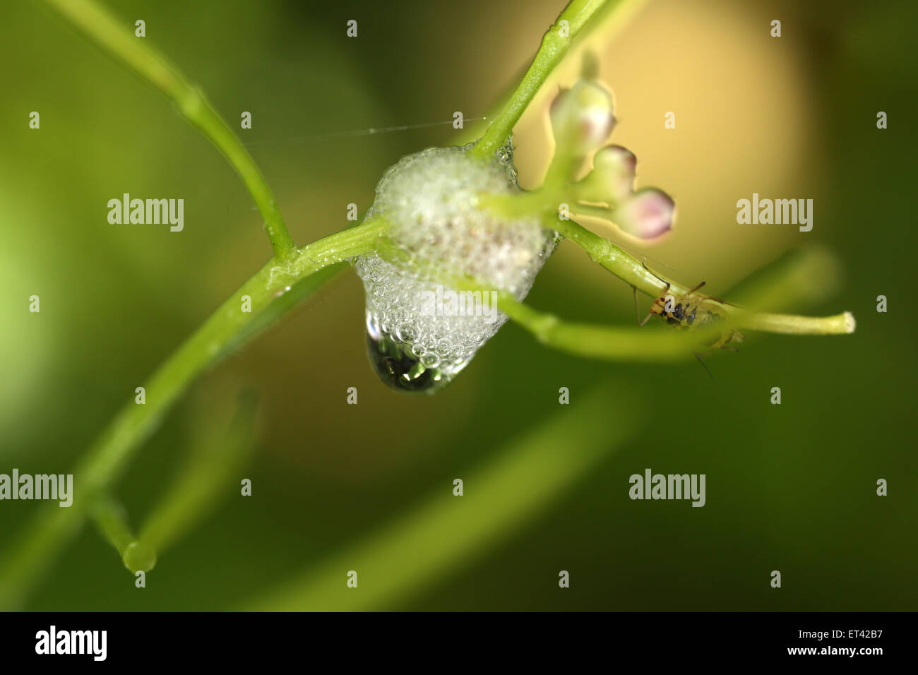 Snake Spit High Resolution Stock Photography and Images - Alamy
