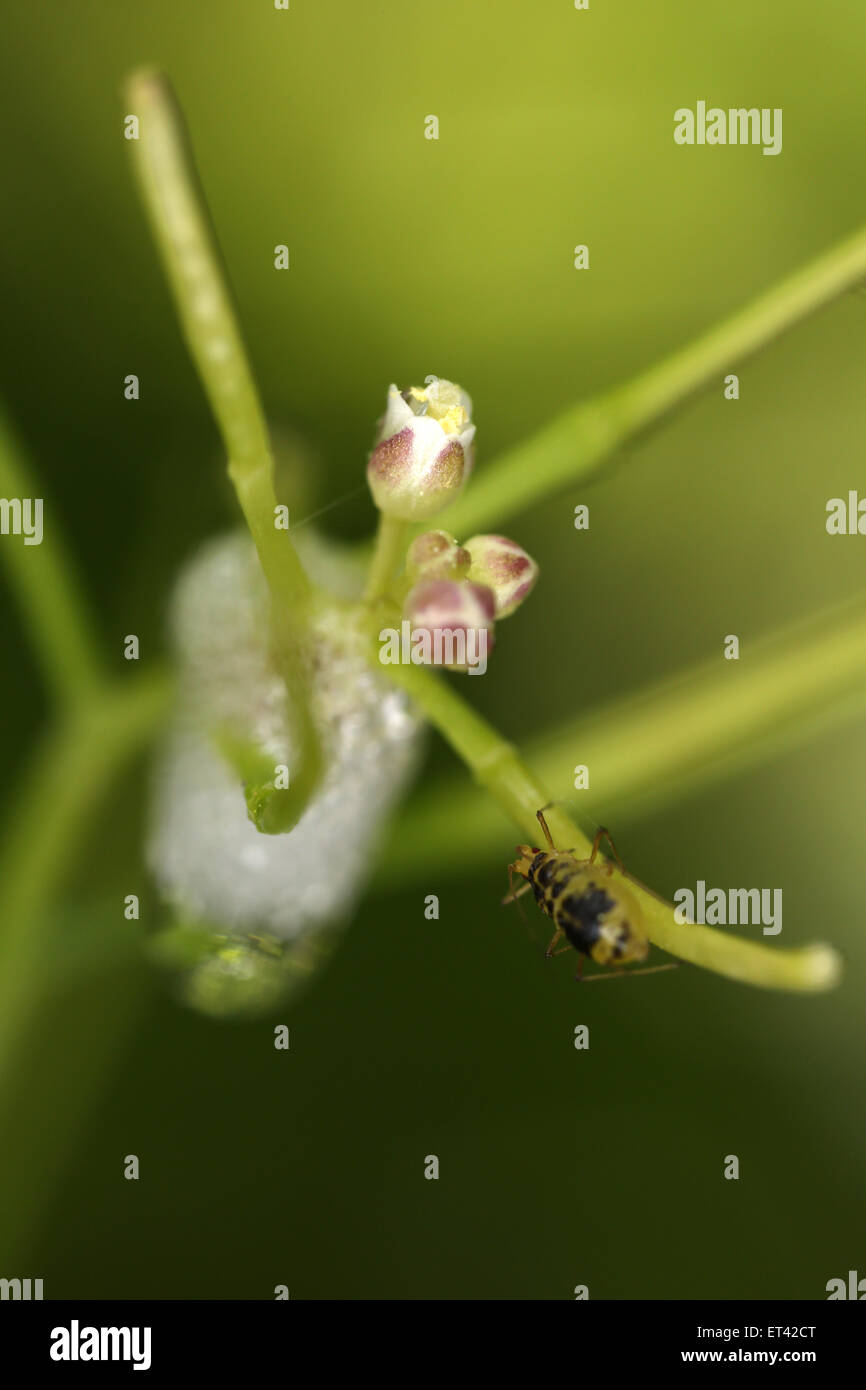 Spittlebugs - Froth - Cuckoo spit - Frog spit - Snake spit Stock Photo ...