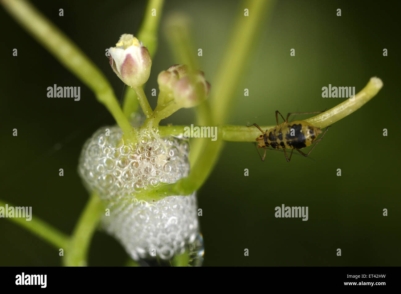 Hemipteran hi-res stock photography and images - Alamy