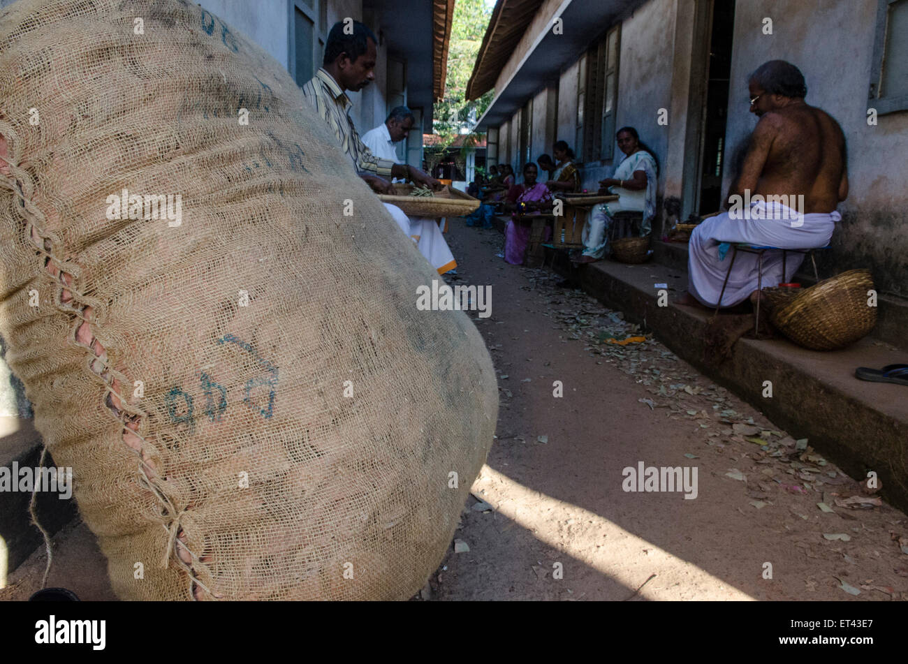 Indian men and women roll traditional Indian cigarettes called beedies ...