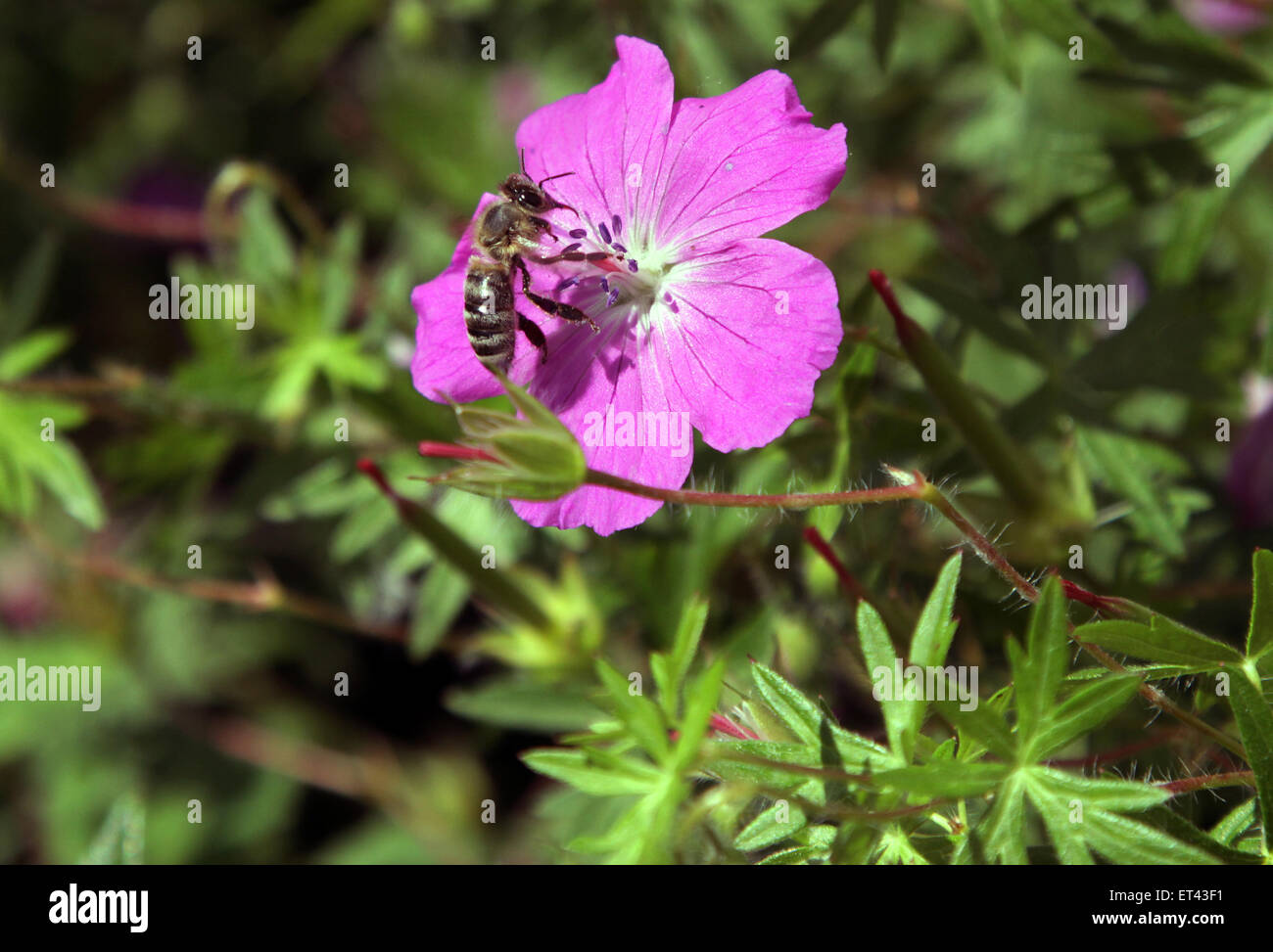 Berlin, Germany, bee collects nectar on a blossom of blood red ...