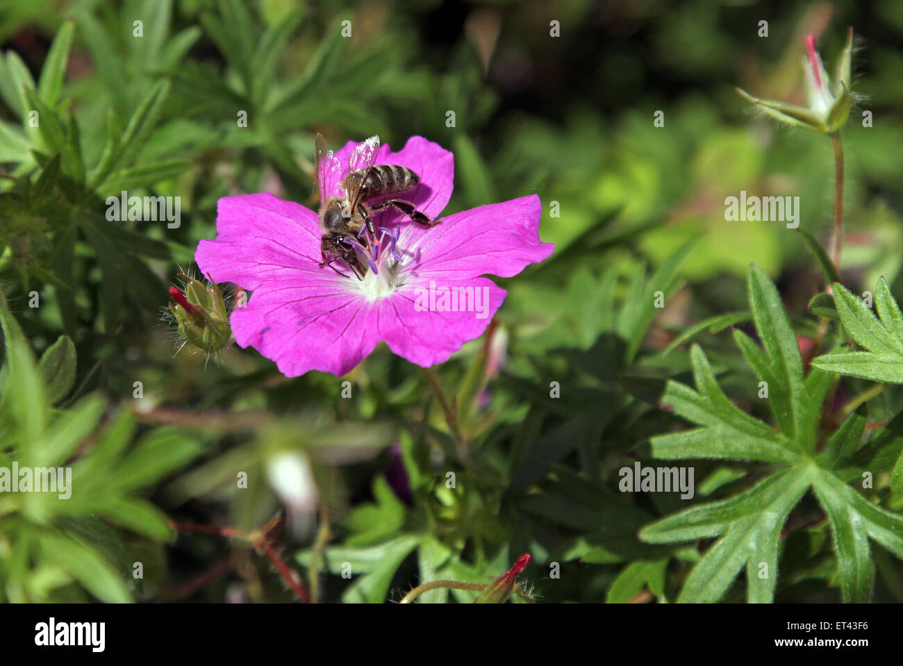 Berlin, Germany, bee collects nectar on a blossom of blood red ...
