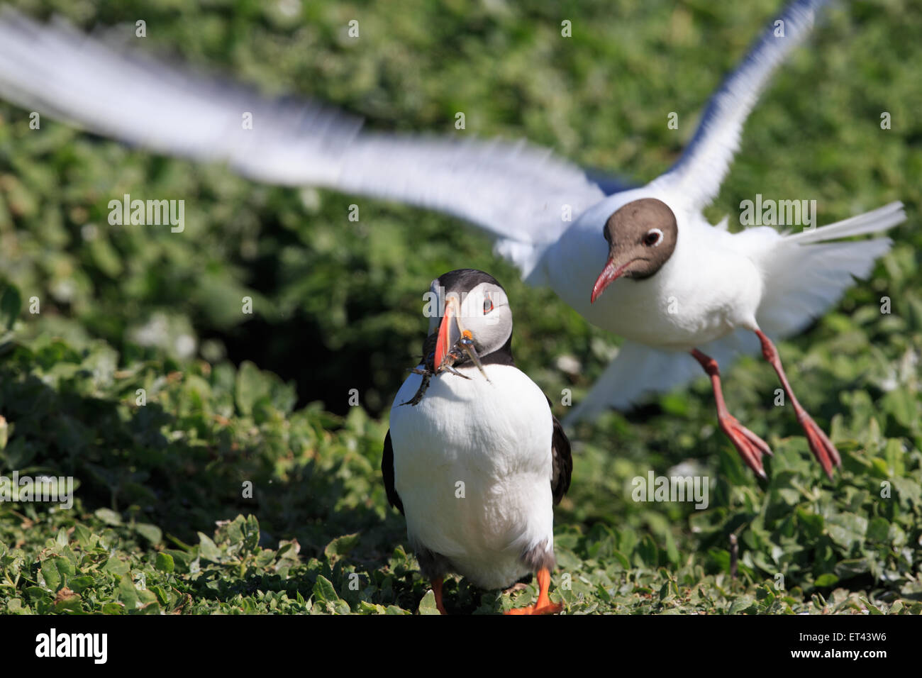Attacking gull hi-res stock photography and images - Alamy
