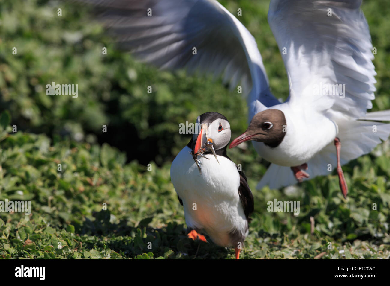 Black headed Gull attacking a Puffin to steal its sandeels Stock Photo ...
