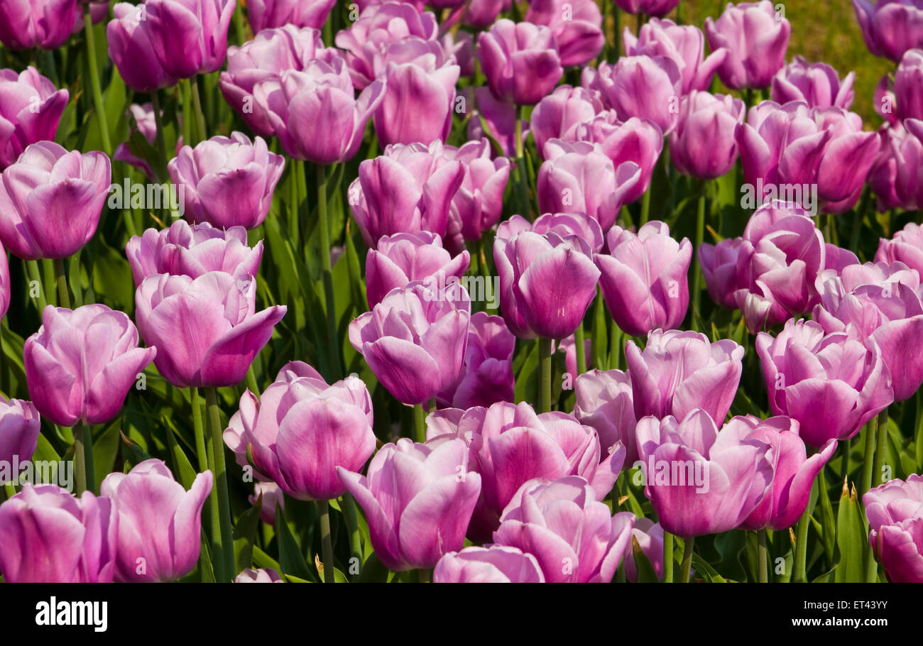 Flowerbed with many tulips purple colour, horizontal orientation Stock ...