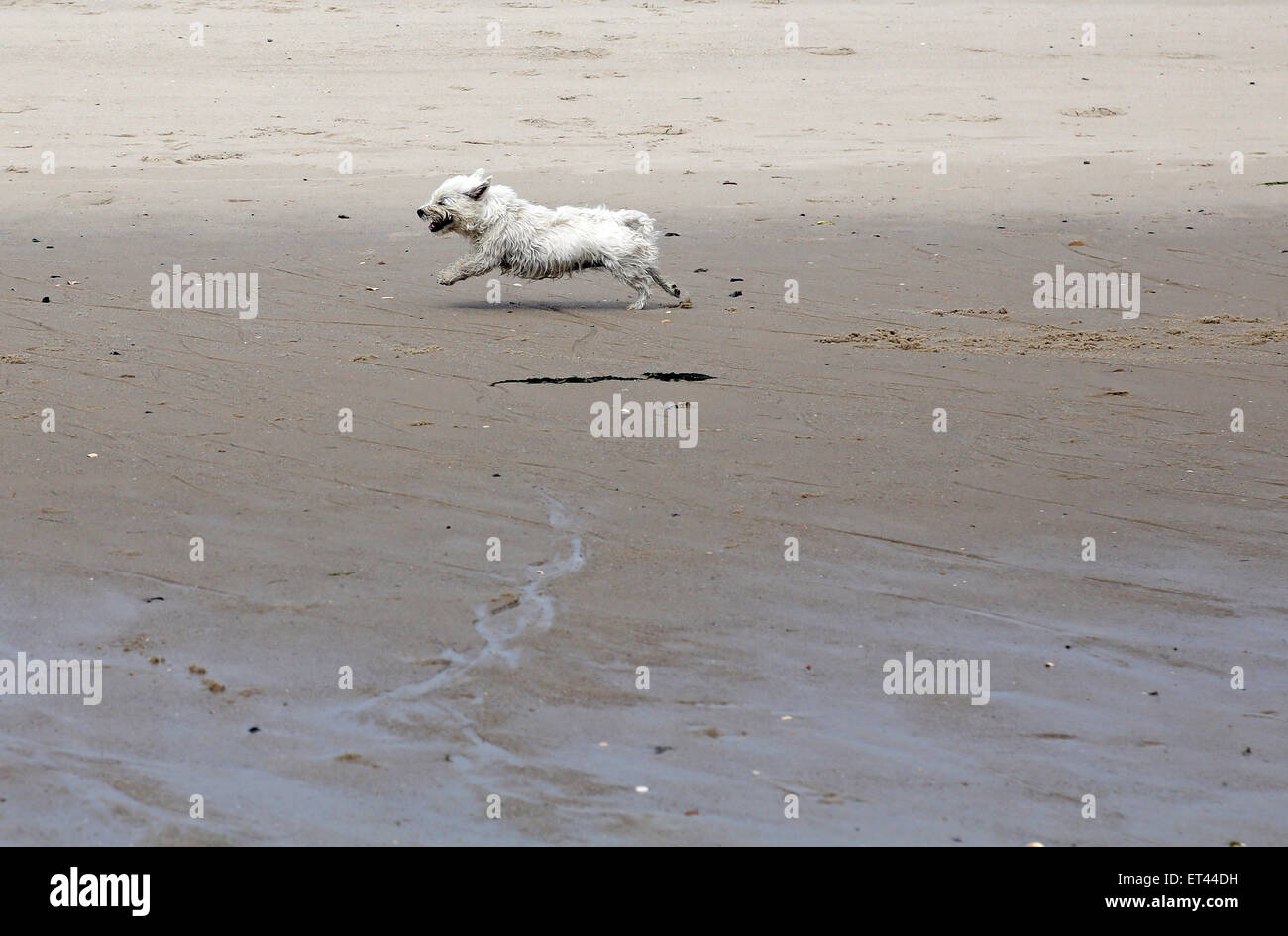 Sandy terrier hi-res stock photography and images - Alamy