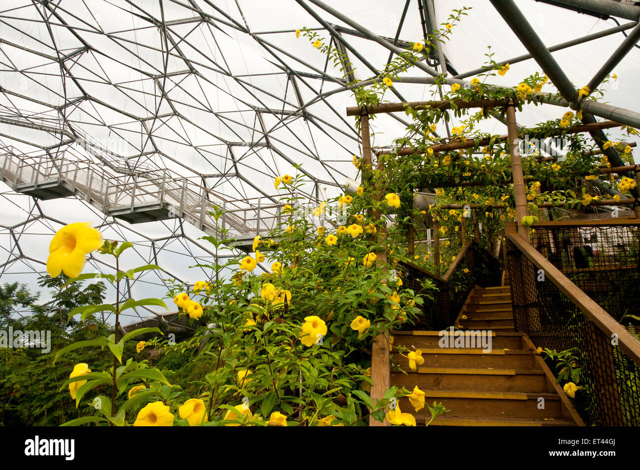 Golden Trumpet Vine in the Tropical Biodome at the Eden Project in ...