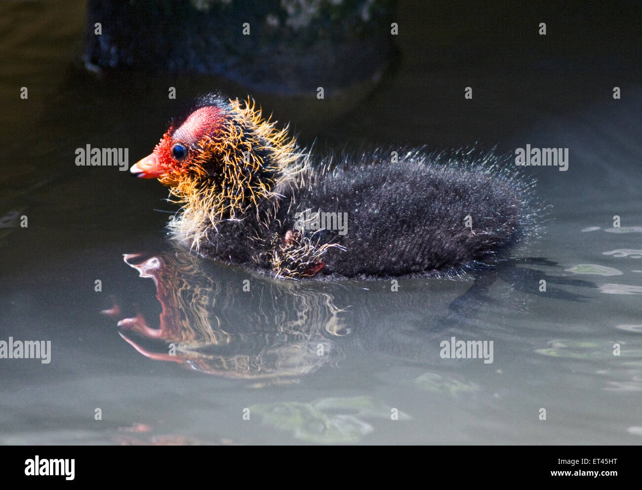 Coot chicks hi-res stock photography and images - Alamy