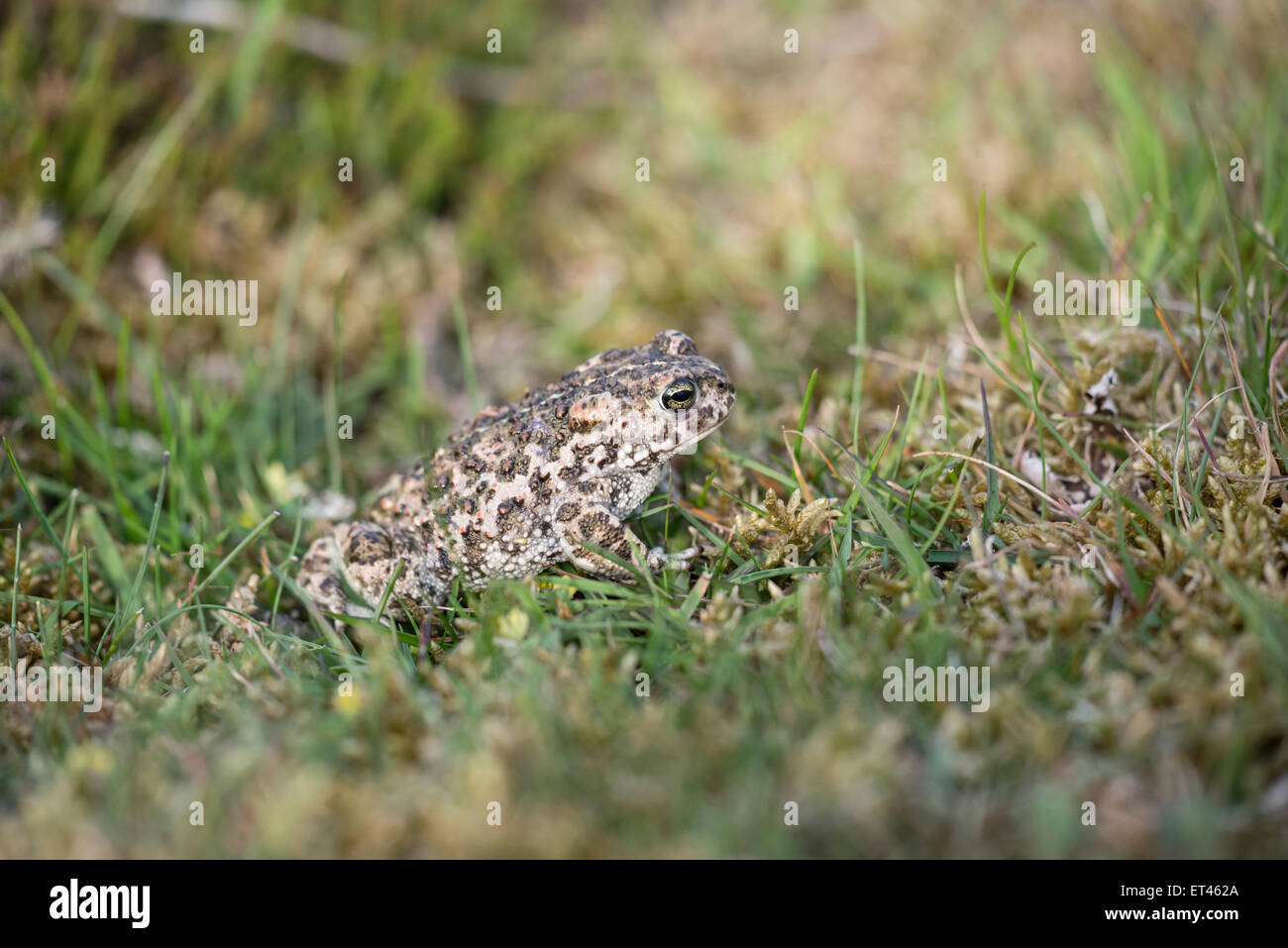 Natterjack toad (Epidalea calamita Stock Photo - Alamy