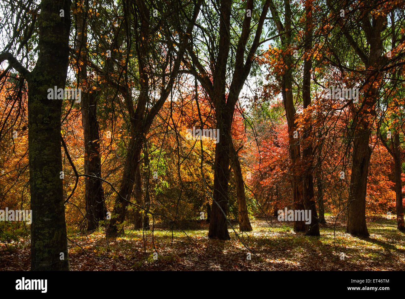Fall season at the botanic garden hi-res stock photography and images ...