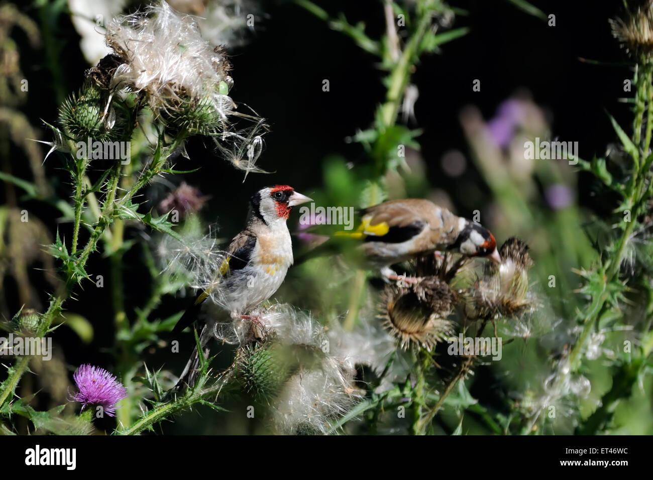 European goldfinch on thistle plant in summer Stock Photo - Alamy