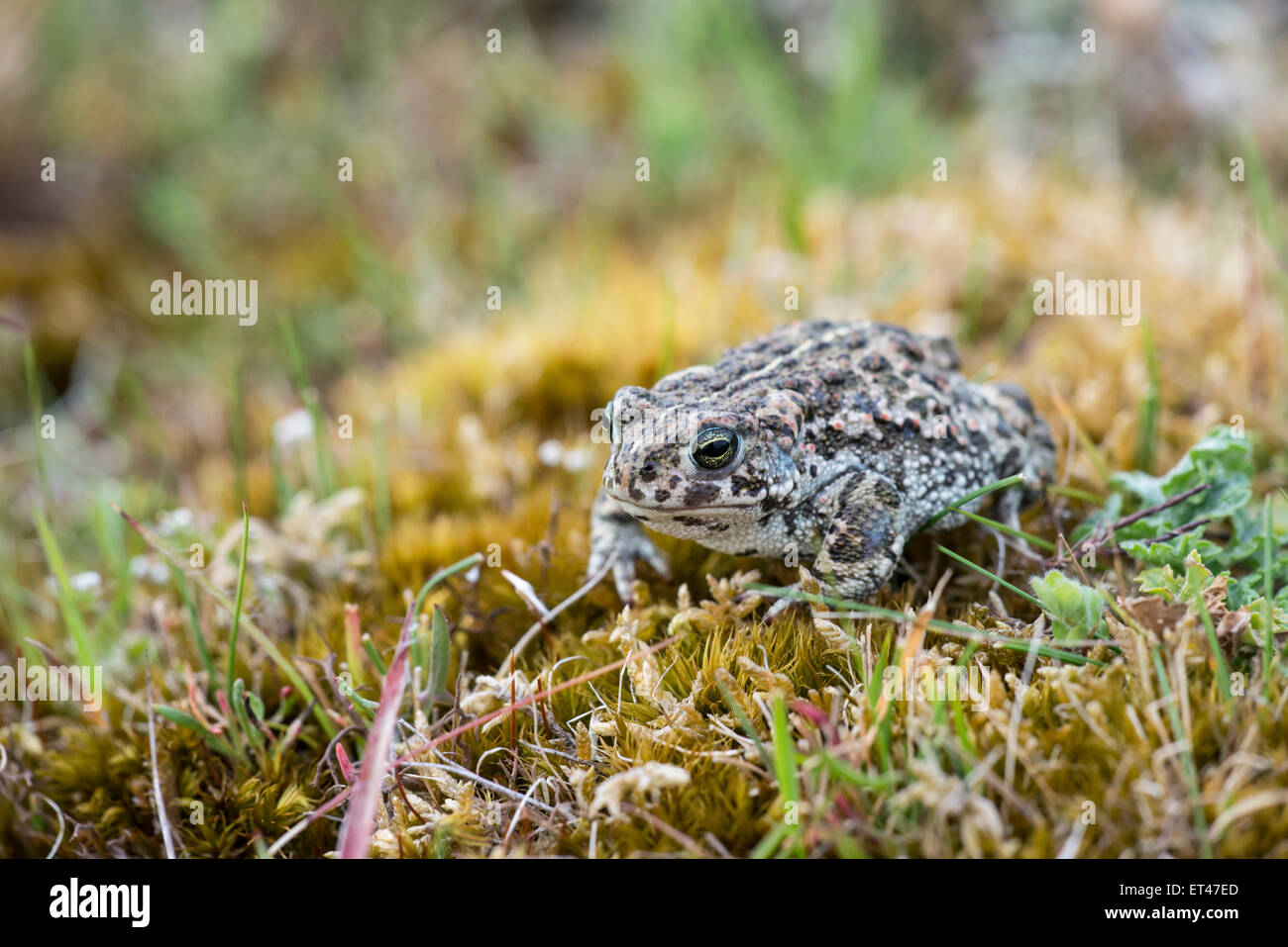 Natterjack toad uk hi-res stock photography and images - Alamy