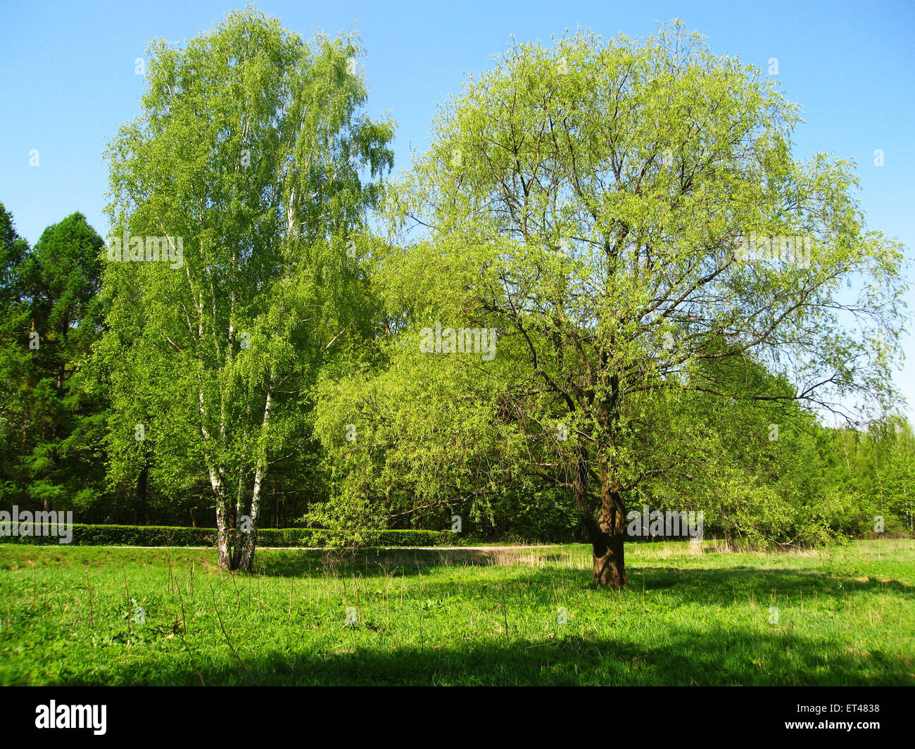 Summer - spring landscape: trees on a meadow Stock Photo - Alamy