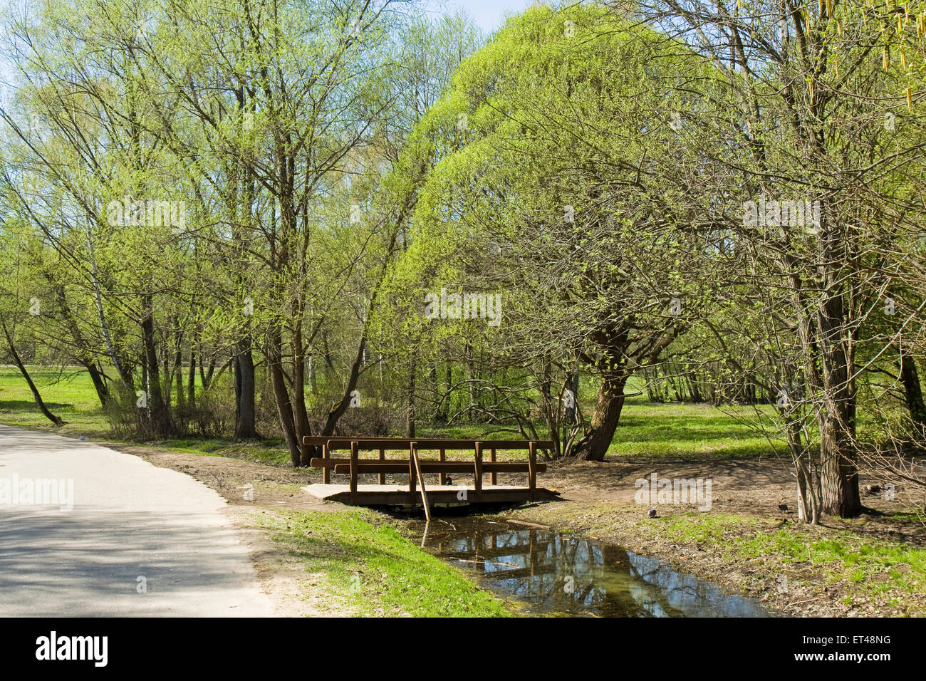 Spring landscape, trees with first little green leaves in park and ...