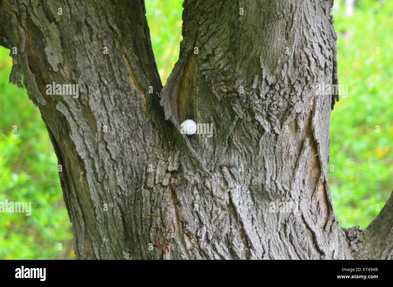 Golf ball stuck a tree Stock Photo - Alamy