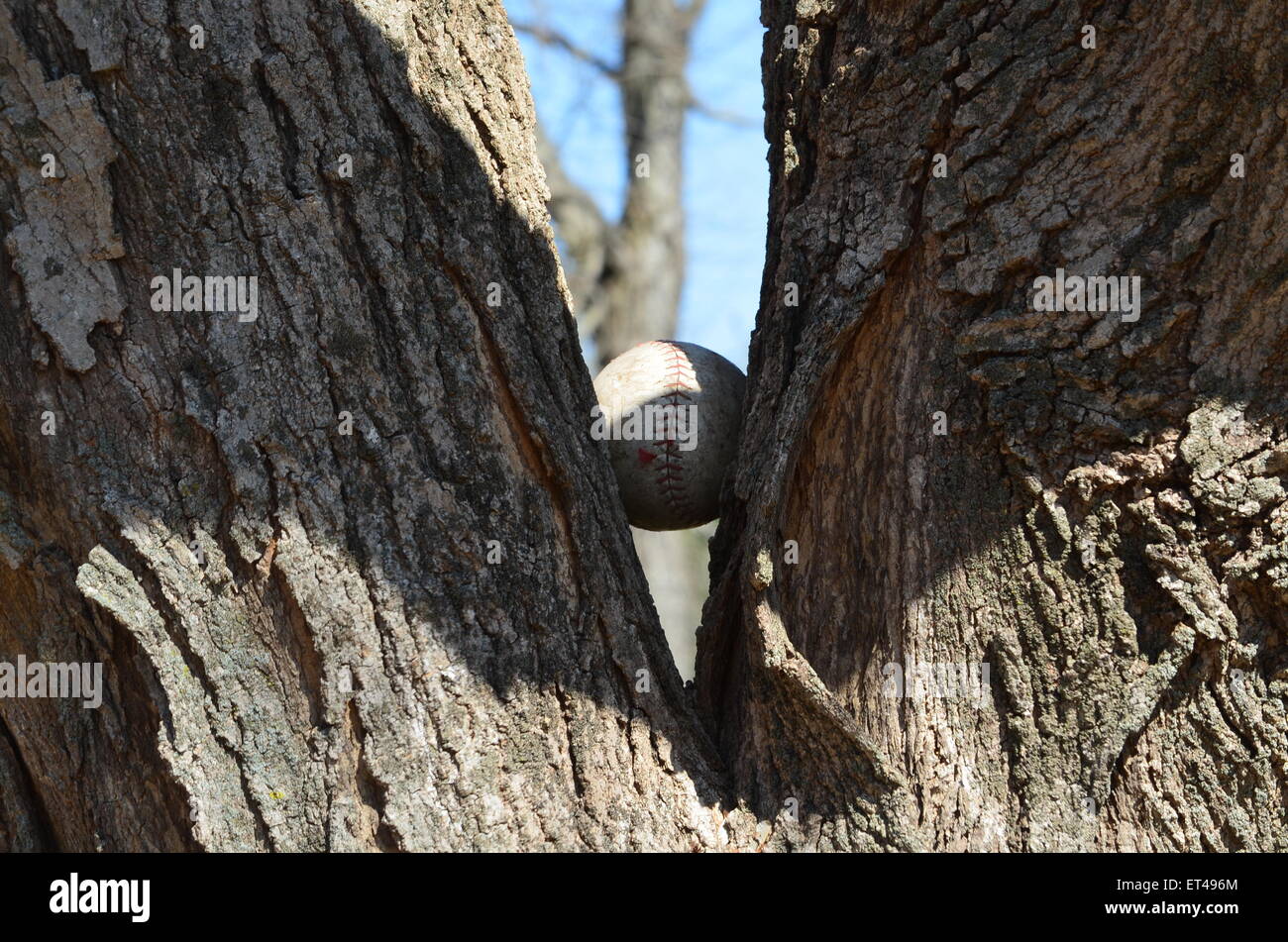 baseball in a tree Stock Photo - Alamy