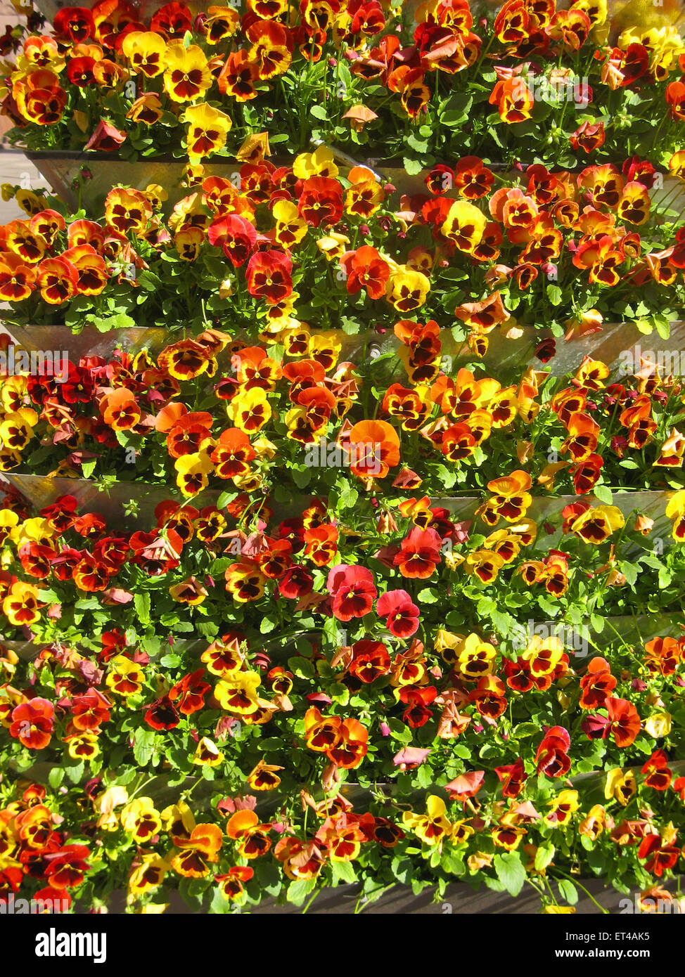 Pancies hi-res stock photography and images - Alamy