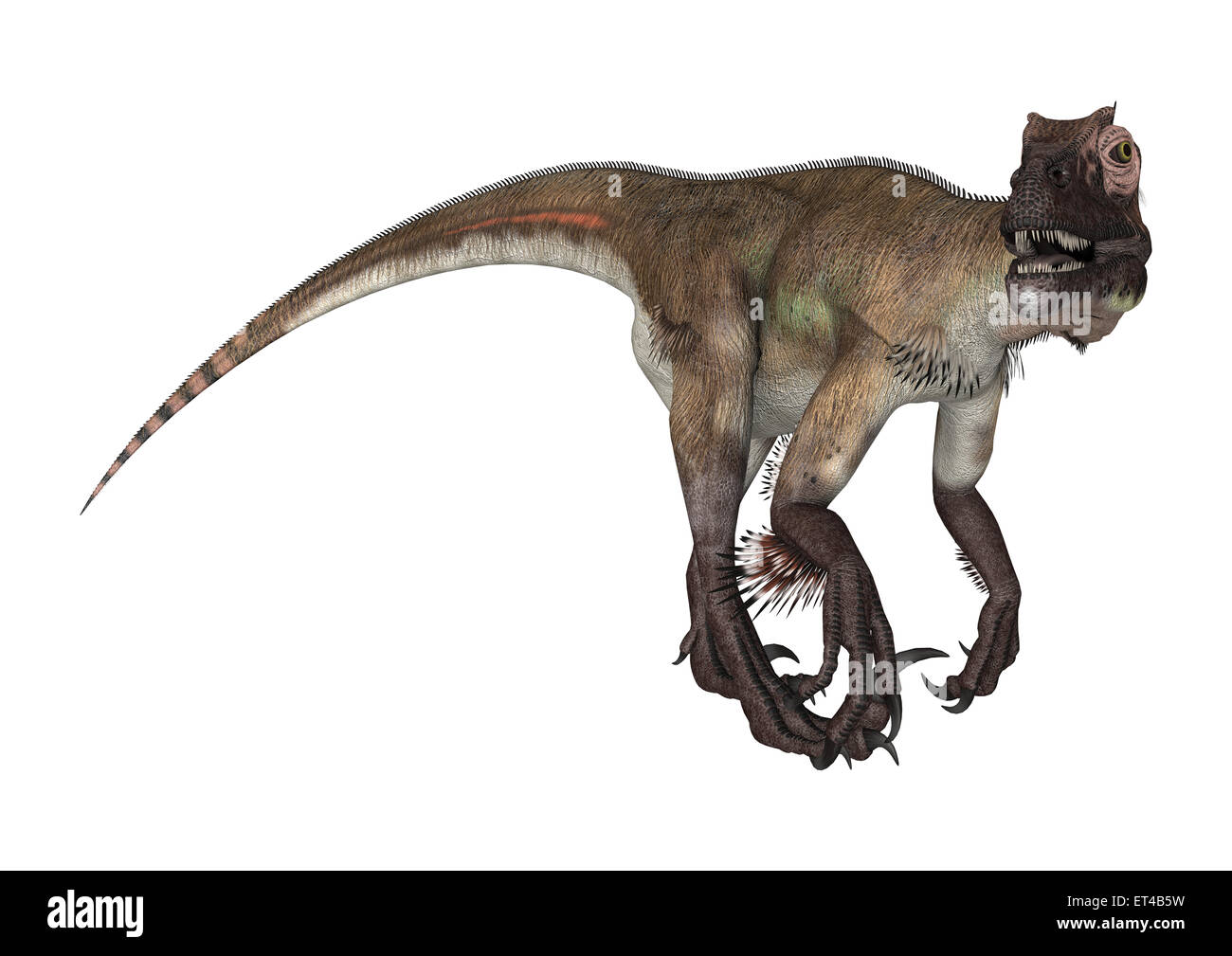 3D digital render of a dinosaur utahraptor isolated on white background ...