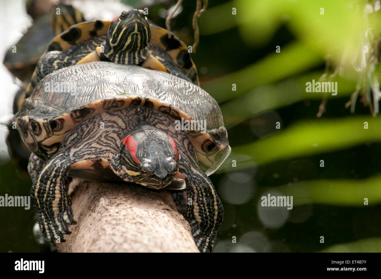 Turtles Mating High Resolution Stock Photography and Images - Alamy