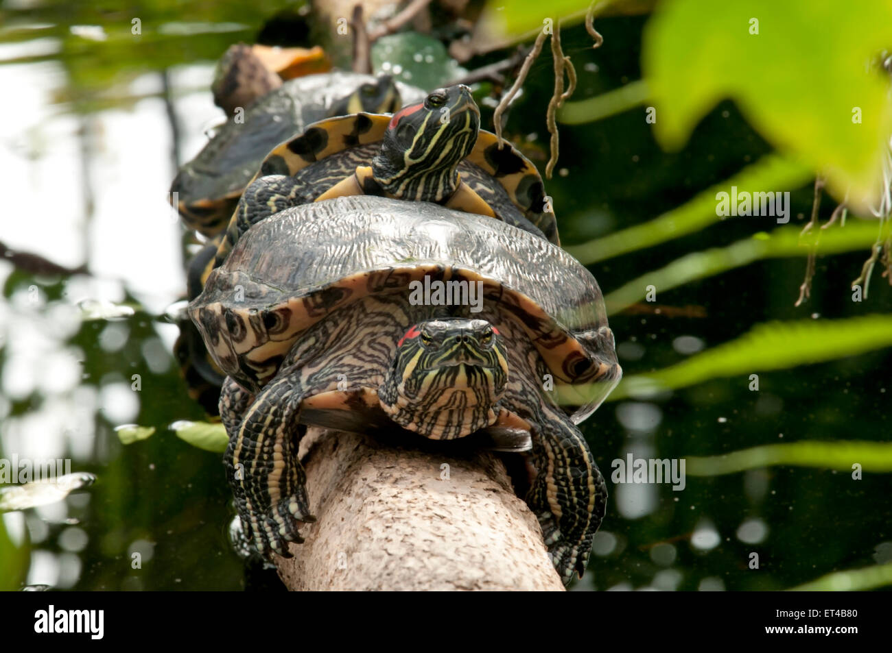 two turtles mating on tree trunk Stock Photo - Alamy