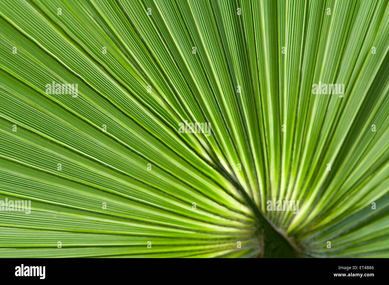 Leaf plant leaves fan shape hi-res stock photography and images - Alamy