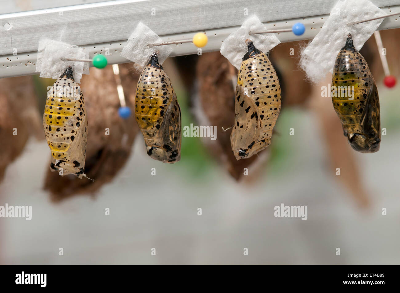 pupa from butterflies waiting to come out Stock Photo - Alamy