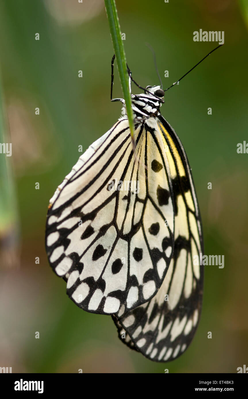 Philippine butterfly hi-res stock photography and images - Alamy