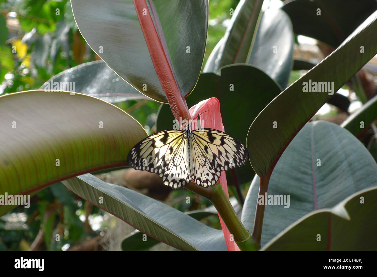 Philippine butterfly hi-res stock photography and images - Alamy