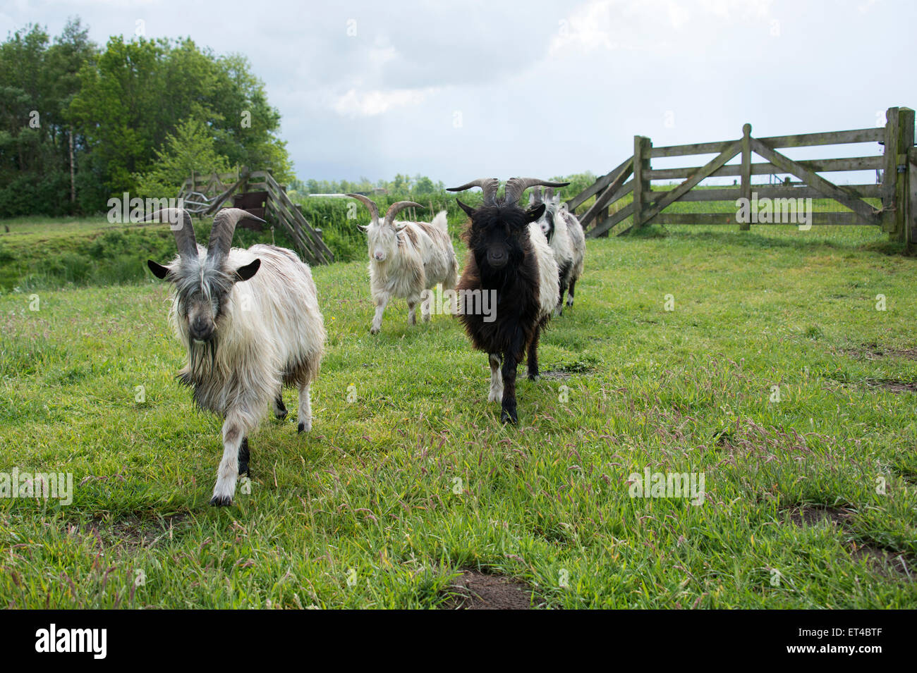 grazing goats walking to the camera Stock Photo - Alamy