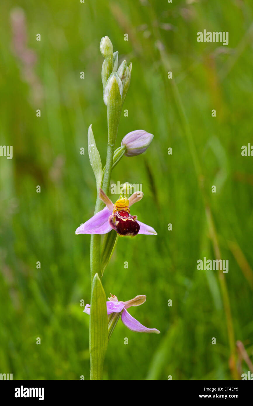 Bee orchid ophrys apifera huds hi-res stock photography and images - Alamy