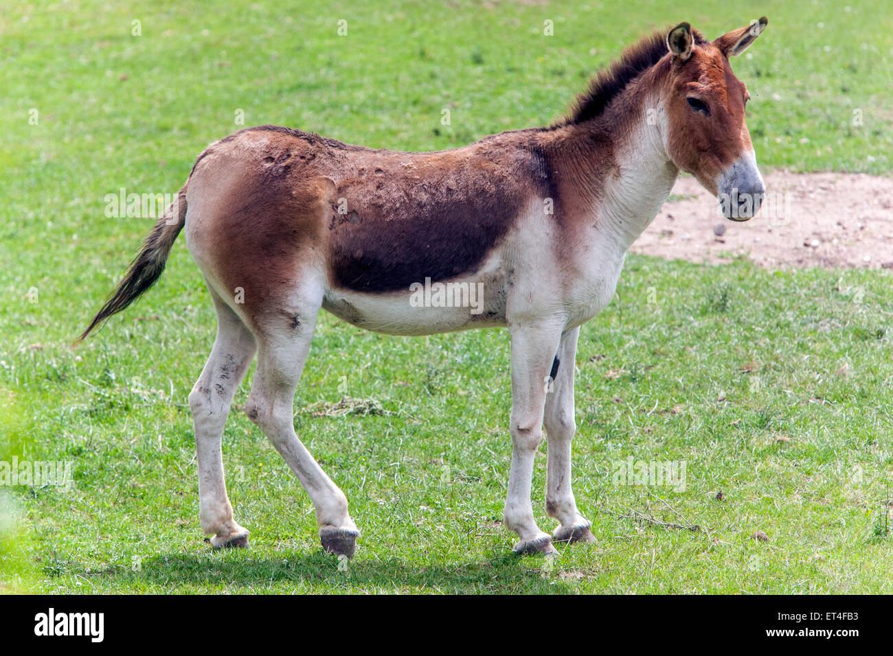 Kiang or Tibetan Wild Ass Stock Photo - Alamy
