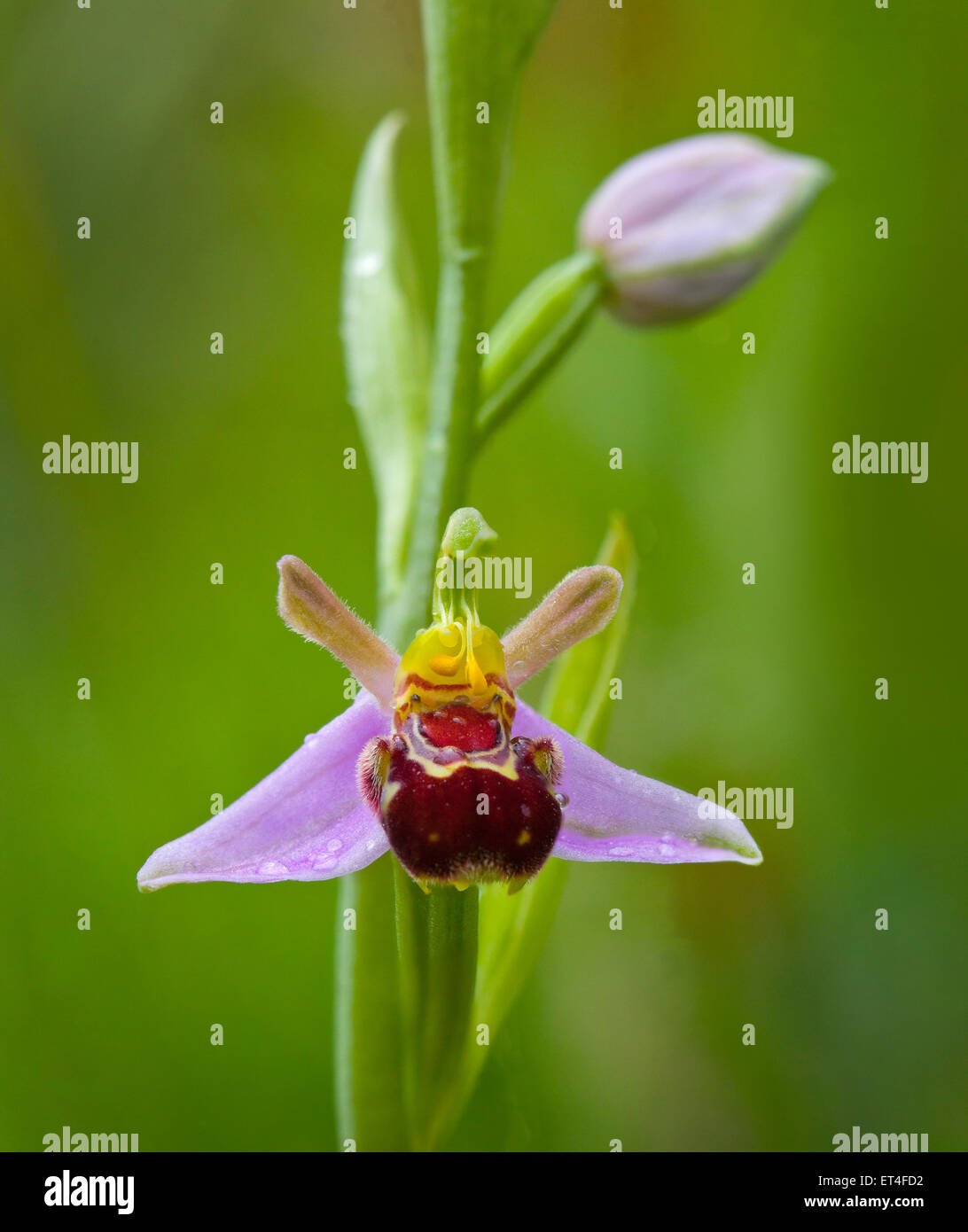 Bee orchid, Ophrys apifera Huds Stock Photo - Alamy