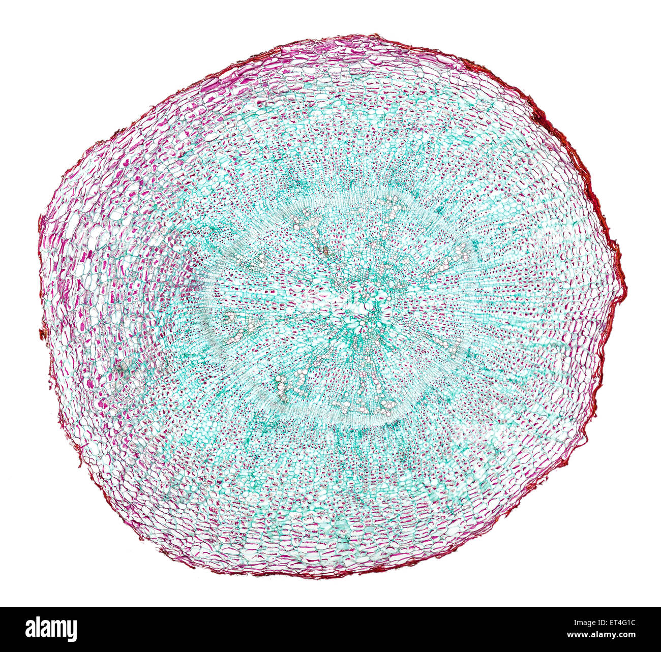 Root ts hi-res stock photography and images - Alamy