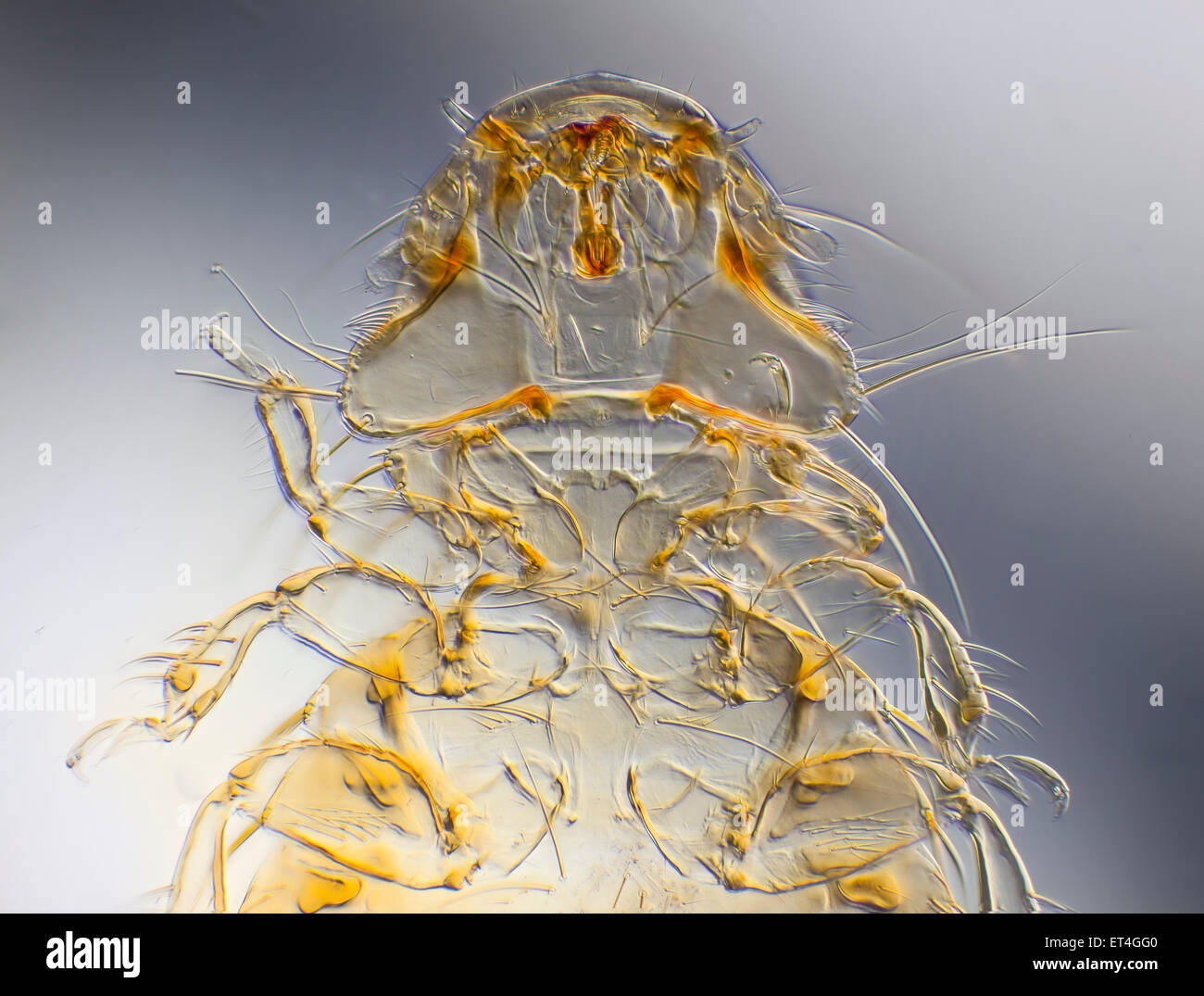 Ectoparasite parasite fowl vet microscope male louse hi-res stock ...